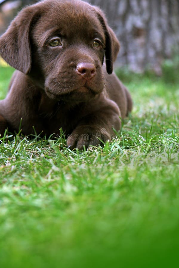 Filhote De Cachorro De Labrador Imagem de Stock - Imagem de canine ...