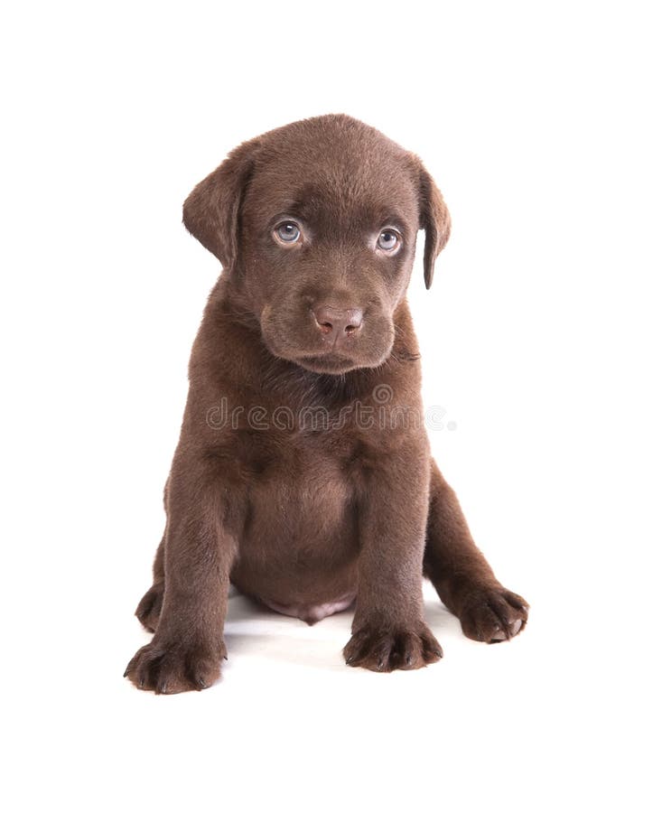 Filhote De Cachorro De Labrador Foto de Stock - Imagem de pequeno ...