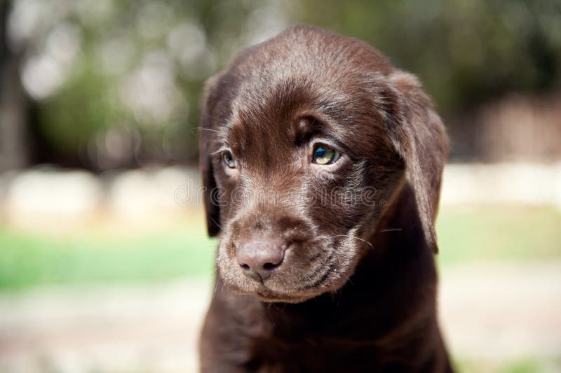 Filhote De Cachorro De Labrador Foto de Stock - Imagem de assento ...