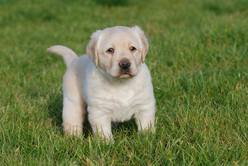 Filhote De Cachorro De Labrador Imagem de Stock - Imagem de casa, pets ...