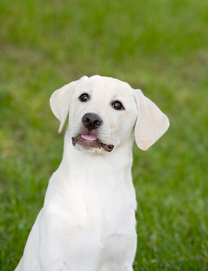 Filhote De Cachorro De Labrador Imagem de Stock - Imagem de fofofo ...