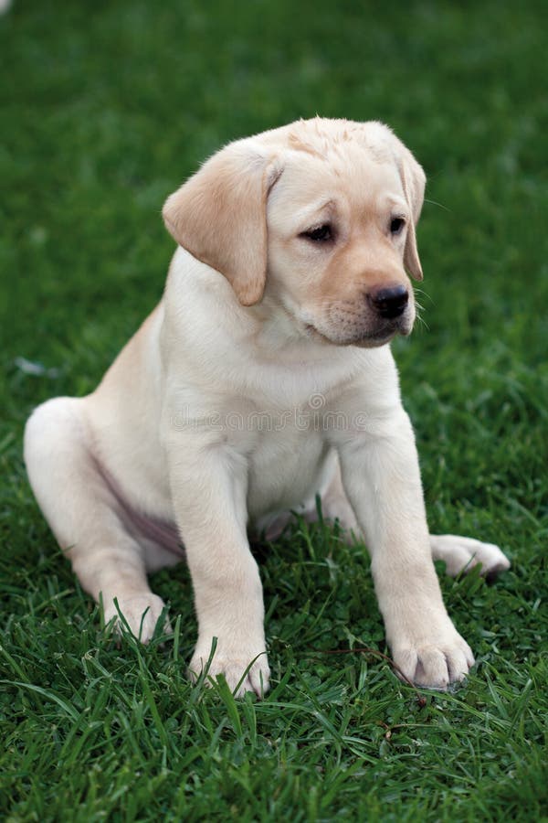 Filhote De Cachorro De Labrador (retriever) Foto de Stock - Imagem de ...