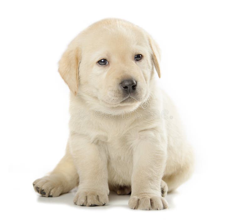 Retriever De Labrador Bonito Do Filhote De Cachorro Imagem de Stock ...