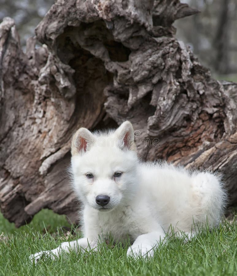 Filhote De Cachorro De Lobo ártico Imagem de Stock - Imagem de ...