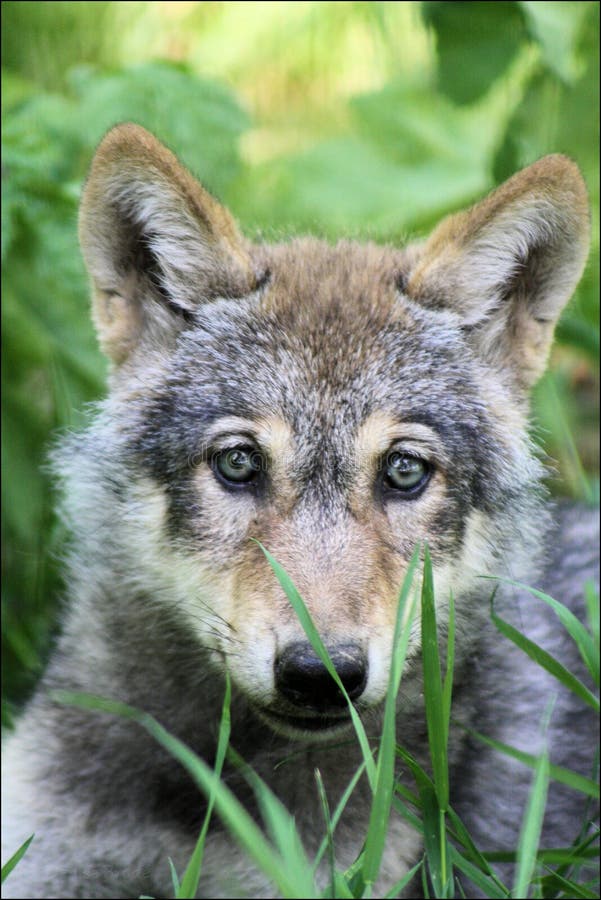 Filhote De Cachorro De Lobo 2 Foto de Stock - Imagem de tímido, meio ...