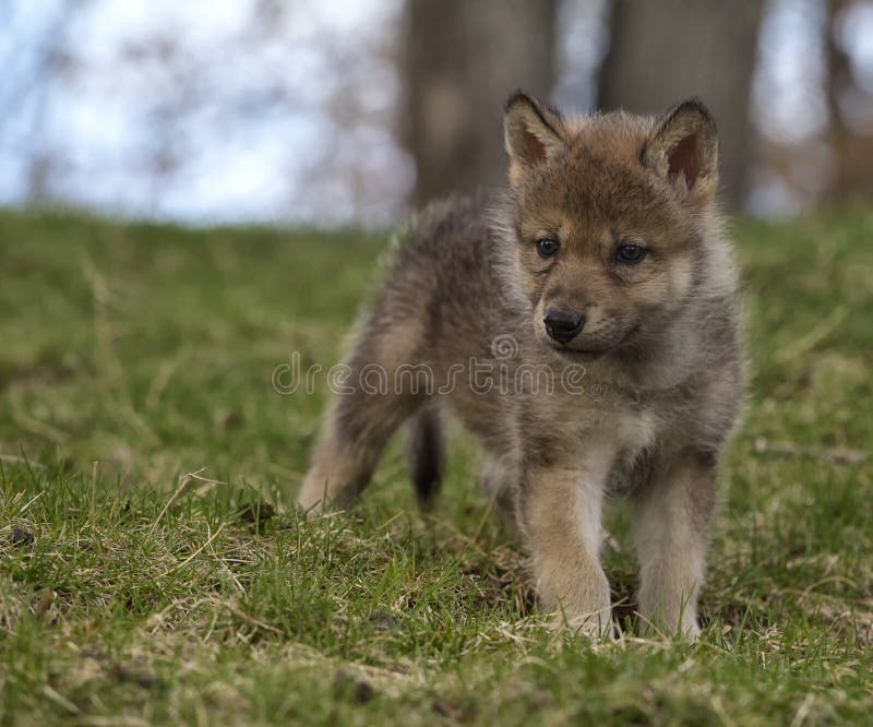 Filhote De Cachorro De Lobo Foto de Stock - Imagem de encosta, lado ...