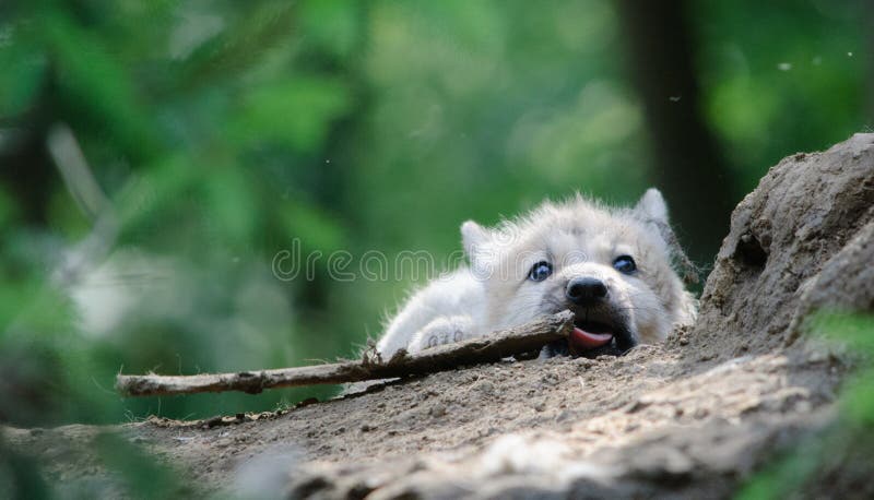 Filhote De Cachorro De Lobo Foto de Stock - Imagem de nave, wildlife ...