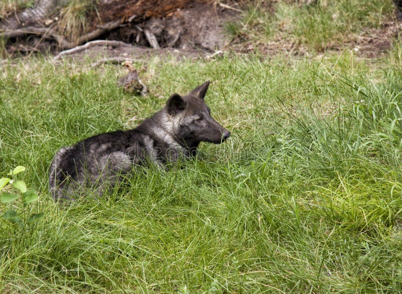 Filhote De Cachorro De Lobo Preto Imagem de Stock - Imagem de cinzento ...