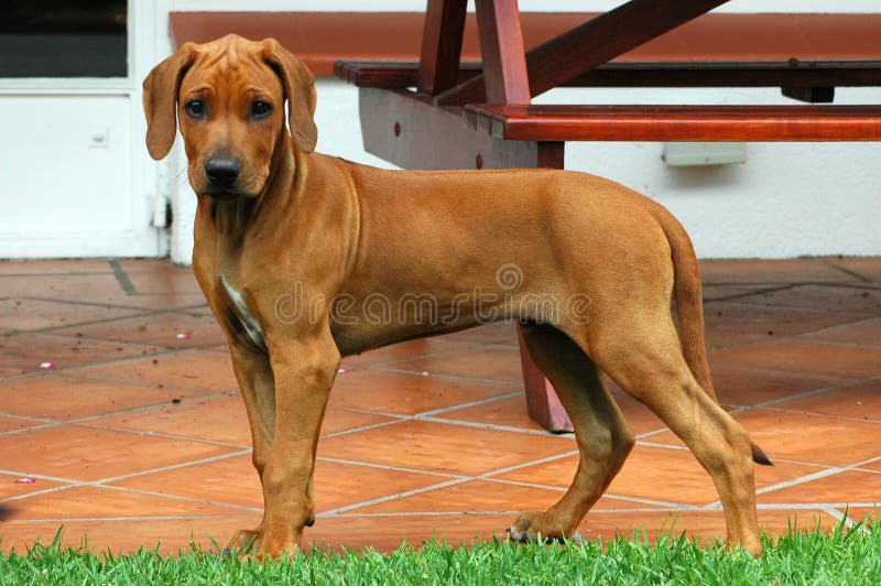 Filhote De Cachorro De Rhodesian Ridgeback Foto de Stock - Imagem de ...