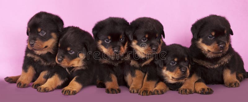Filhote De Cachorro De Rottweiler Imagem de Stock - Imagem de malandra ...