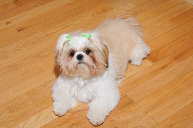 Filhote de Shih Tzu imagem de stock. Imagem de canino - 5585655