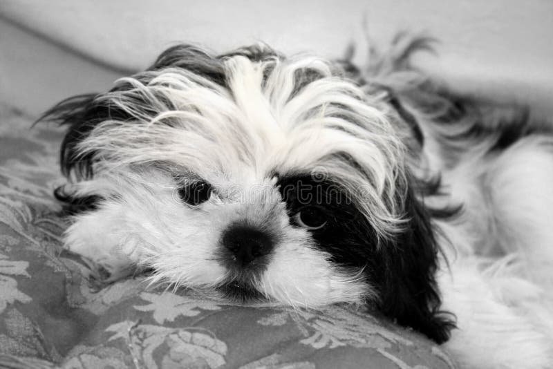 Filhote De Cachorro De Shih Tzu Imagem de Stock - Imagem de nariz ...