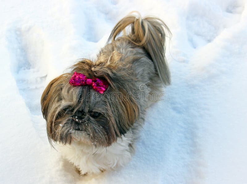 Filhote De Cachorro De Shih Tzu Foto de Stock - Imagem de marrom ...