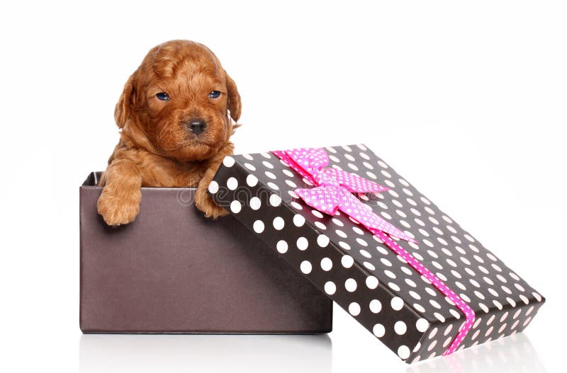 Filhote De Cachorro Diminuto Da Caniche Na Caixa De Presente Imagem De