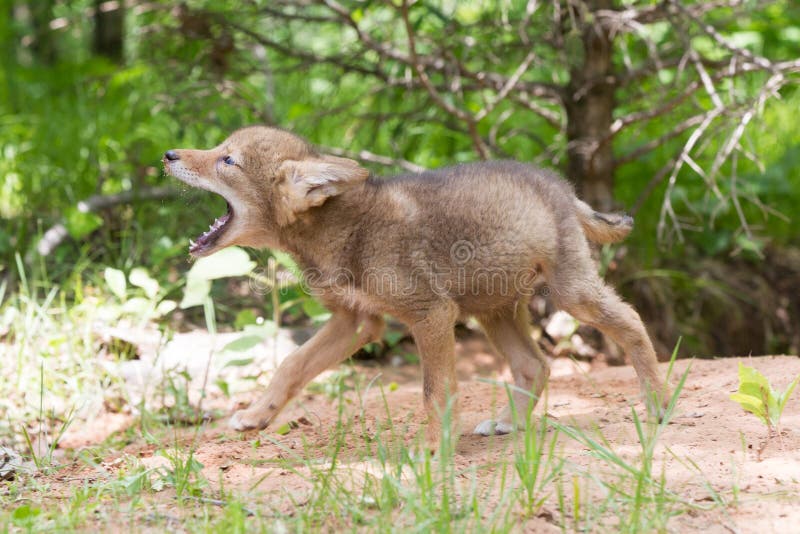 Filhote De Cachorro Do Chacal Que Aprende Latir Imagem de Stock ...