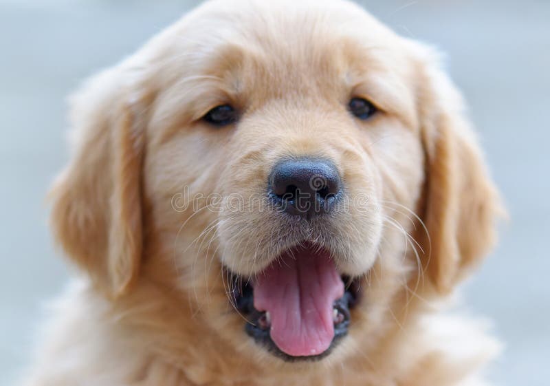 Filhote De Cachorro Do Golden Retriever Imagem de Stock - Imagem de ...