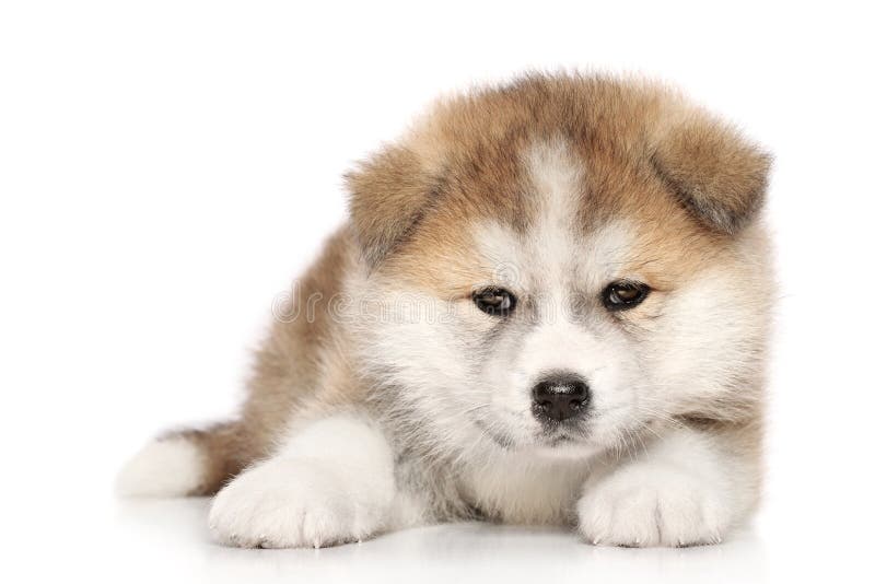 Filhote De Cachorro Do Inu De Akita Imagem de Stock - Imagem de fofofo ...