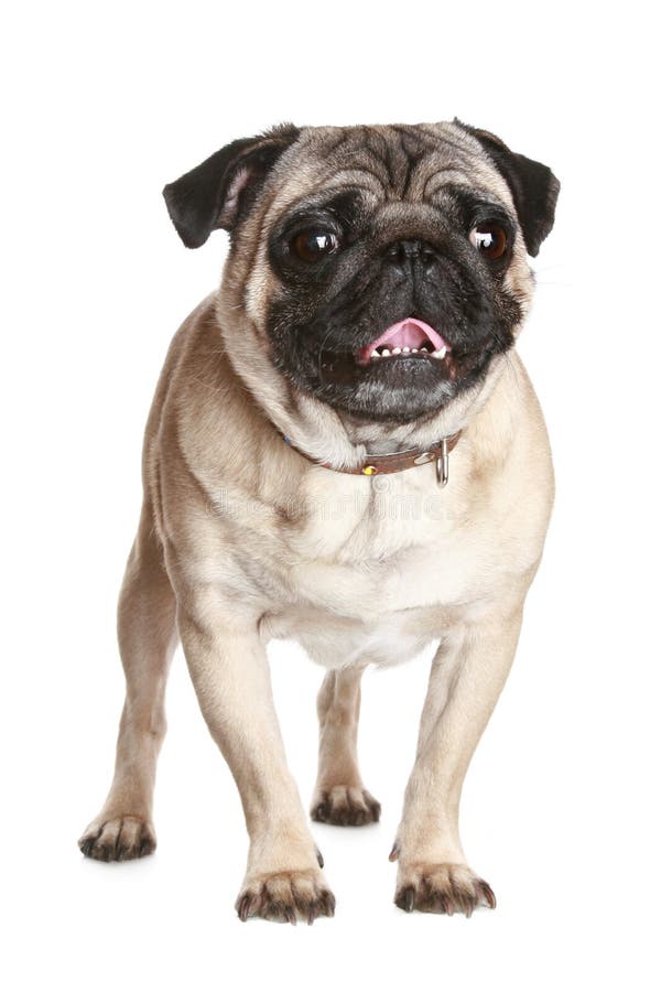 Filhote de cachorro do Pug imagem de stock. Imagem de amigo - 14441613