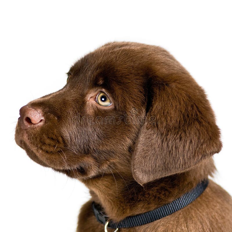 Filhote De Cachorro Do Retriever De Labrador Foto de Stock - Imagem de ...