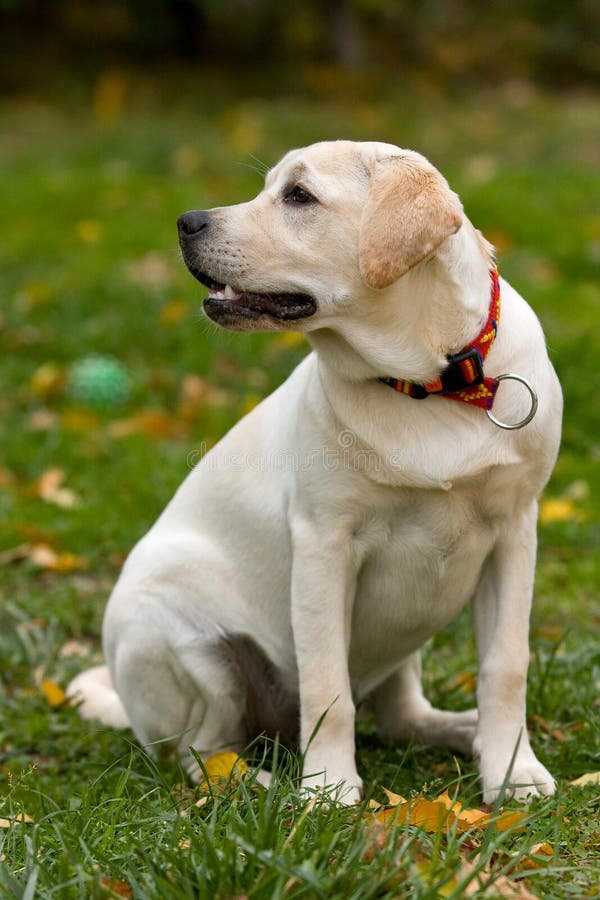 Filhote De Cachorro Do Retriever De Labrador Foto de Stock - Imagem de ...