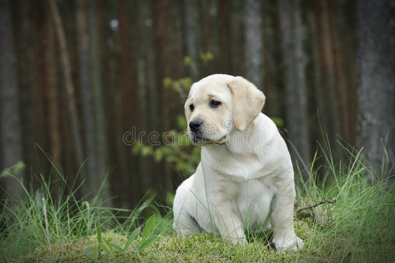 Filhote De Cachorro Do Retriever De Labrador Foto de Stock - Imagem de ...