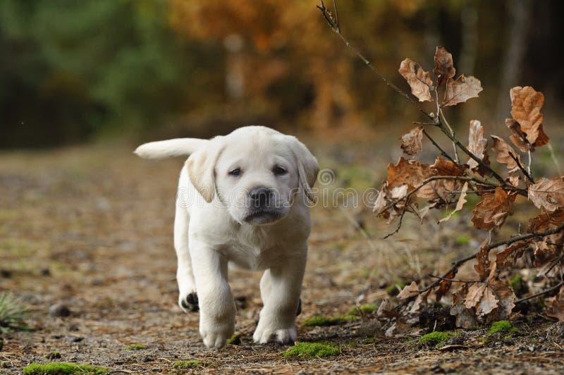 Filhote De Cachorro Do Retriever De Labrador Imagem de Stock - Imagem ...