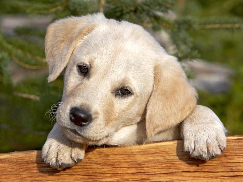 Filhote De Cachorro 6 Do Retriever De Labrador Foto de Stock - Imagem ...