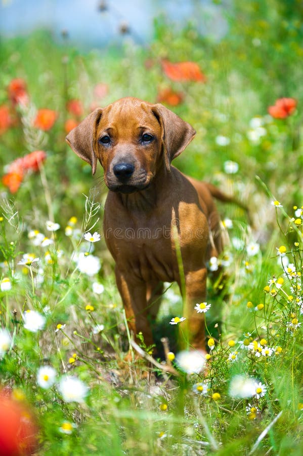 Filhote De Cachorro Do Ridgeback De Rhodesian Em Um Campo Imagem de ...