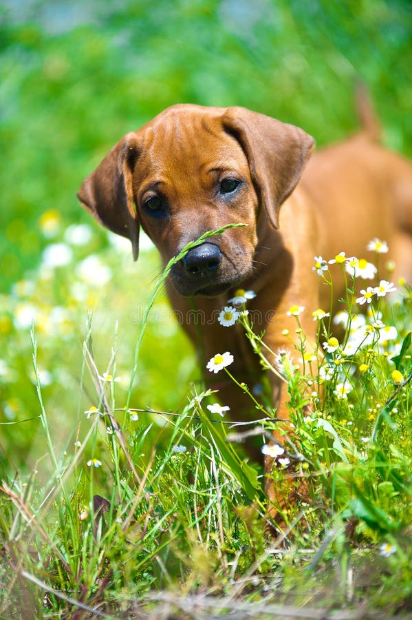 Filhote De Cachorro Do Ridgeback De Rhodesian Em Um Campo Imagem de ...