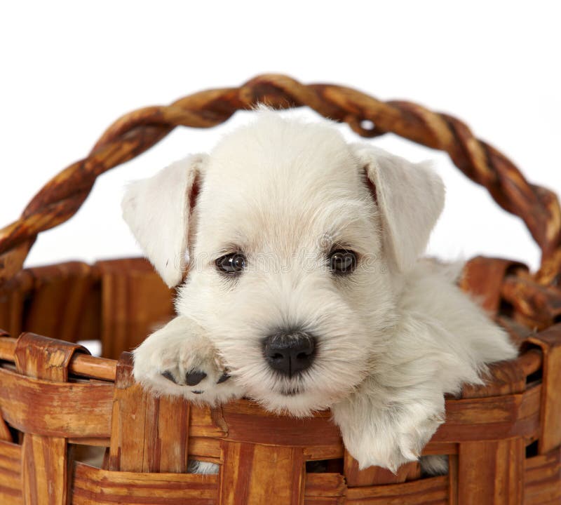 Filhote De Cachorro Em Uma Cesta Foto De Stock Imagem De Schnauzer