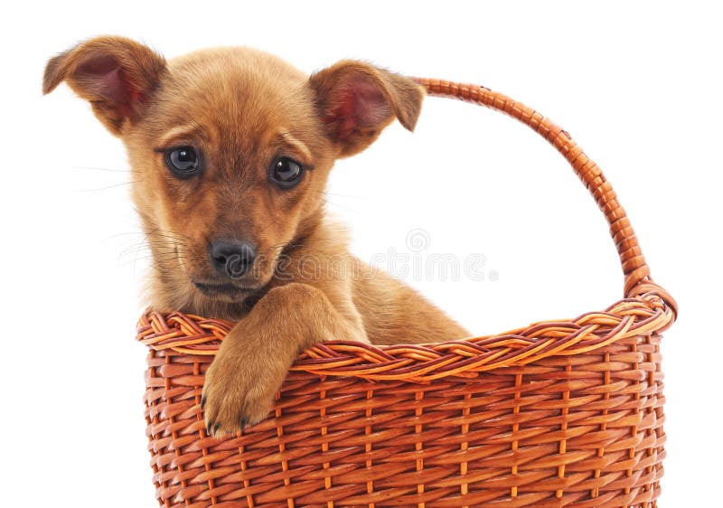 Filhote De Cachorro Em Uma Cesta Foto De Stock Imagem De Curiosidade