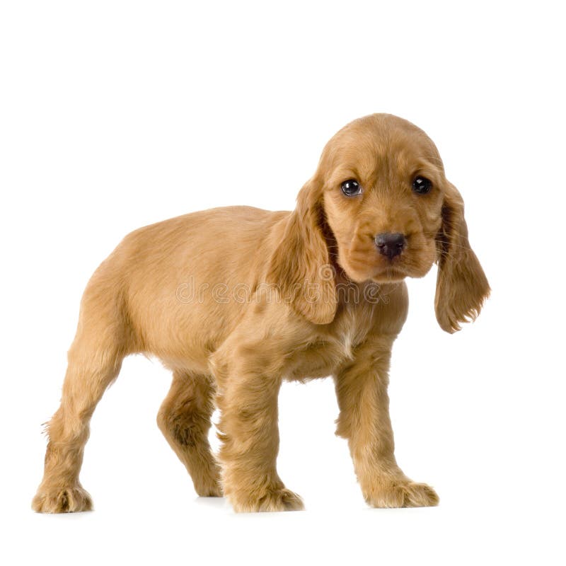 Filhote De Cachorro Inglês Do Spaniel De Cocker Imagem de Stock ...