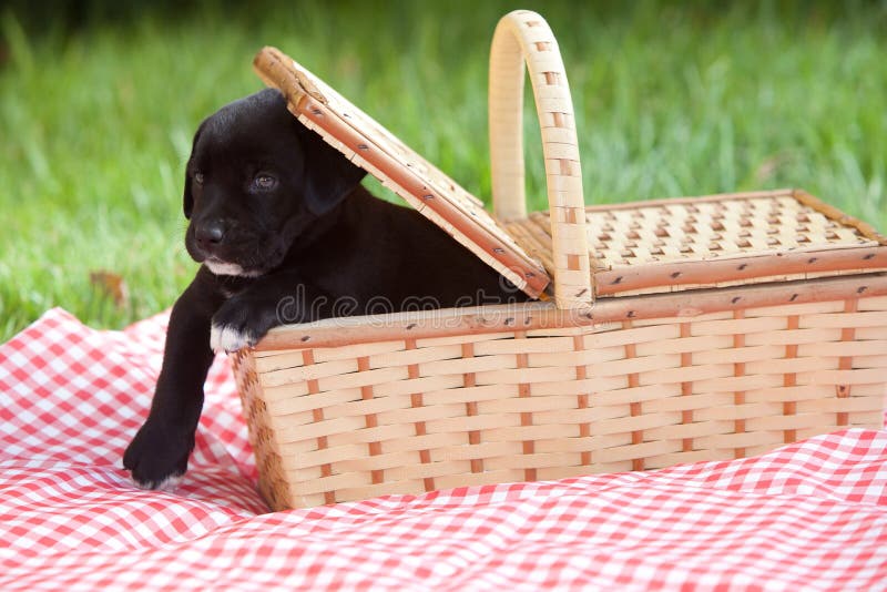 Filhote De Cachorro Na Cesta Imagem De Stock Imagem De Exterior