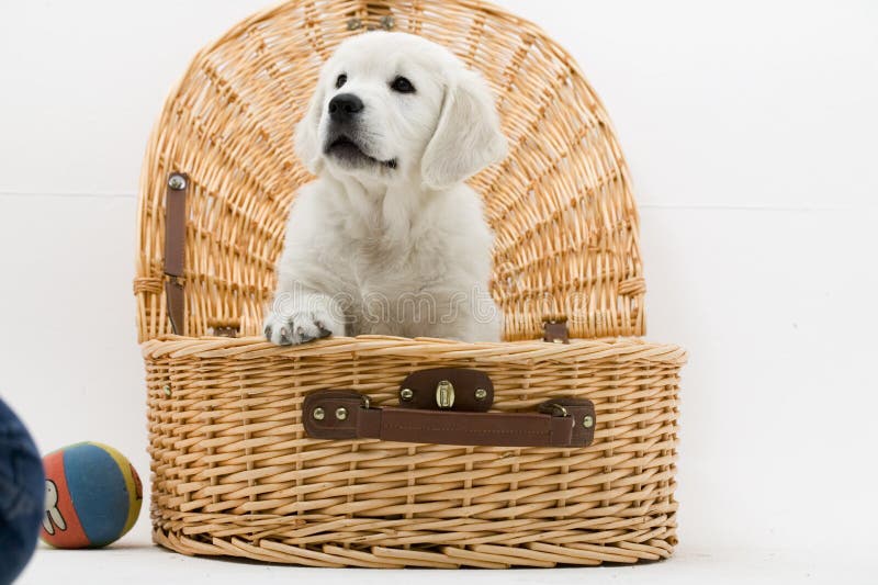 Filhote De Cachorro Na Cesta Imagem De Stock Imagem De Filhote