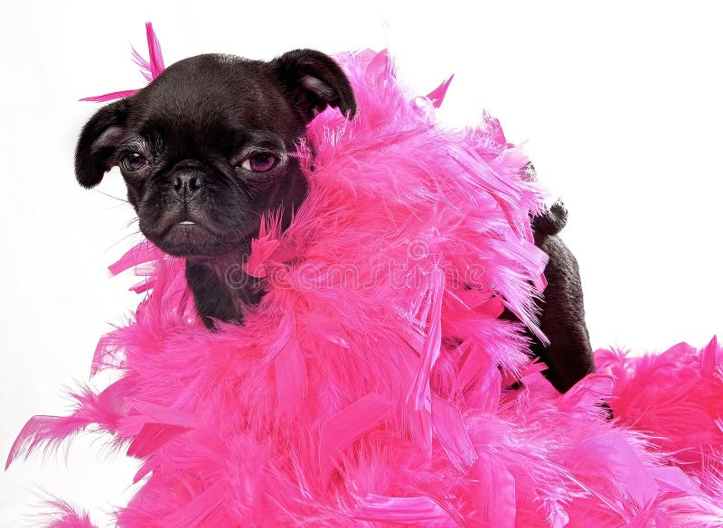 Filhote De Pug Preto Com Uma Boá Rosa Foto de Stock - Imagem de ...