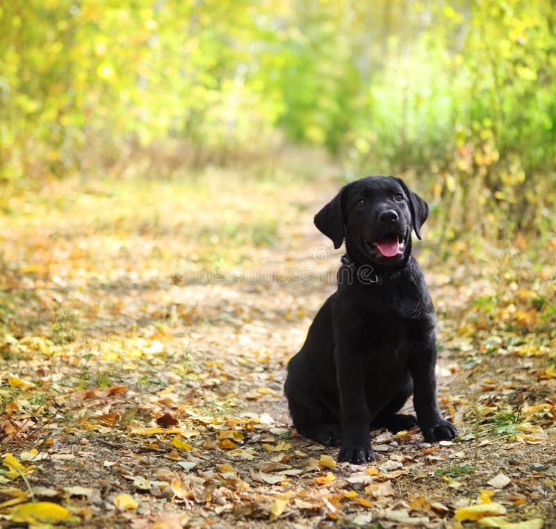 Filhote De Cachorro Preto Do Retriever De Labrador Foto de Stock ...