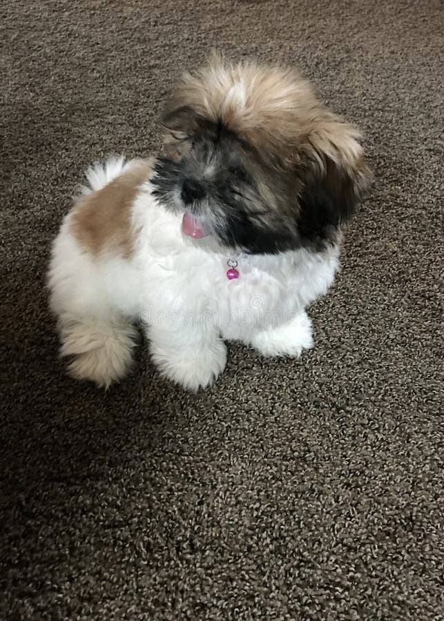 Filhote De Cachorro De Shih Tzu Foto de Stock - Imagem de marrom ...