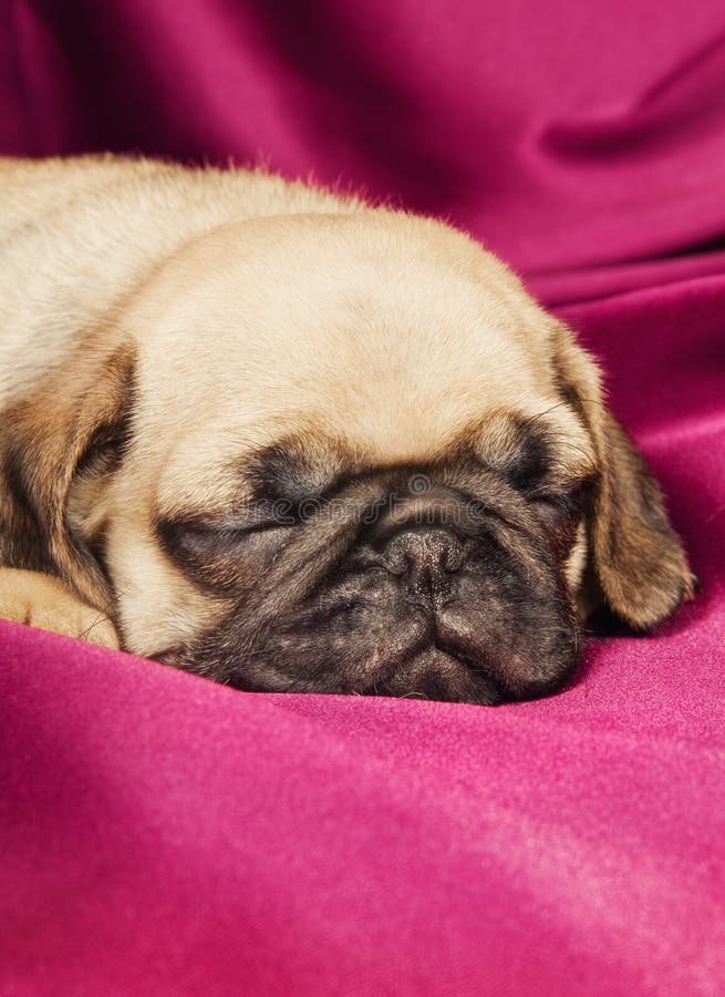 Filhote De Cachorro Bege Bonito Do Pug Imagem de Stock - Imagem de ...