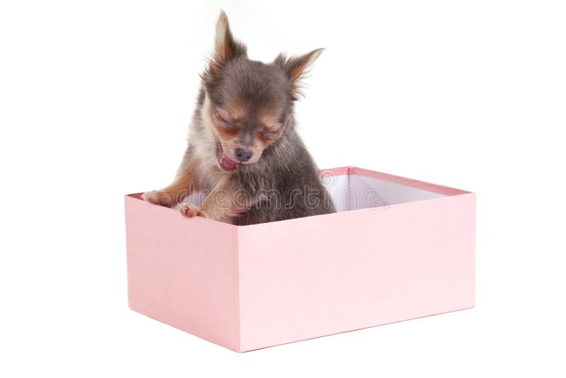 Filhote De Cachorro Sonolento Da Chihuahua Foto De Stock Imagem De