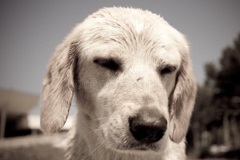 Filhote de cachorro triste foto de stock. Imagem de dourado - 12546322