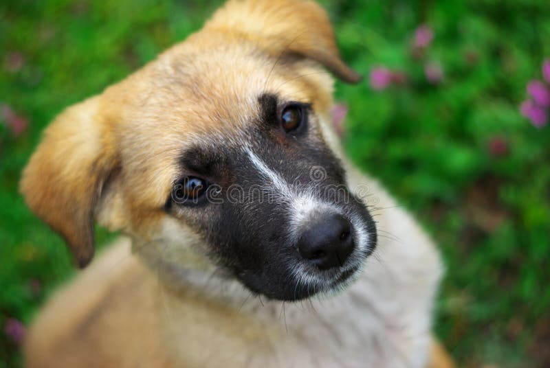 Filhote de cachorro triste imagem de stock. Imagem de naughty - 14027531