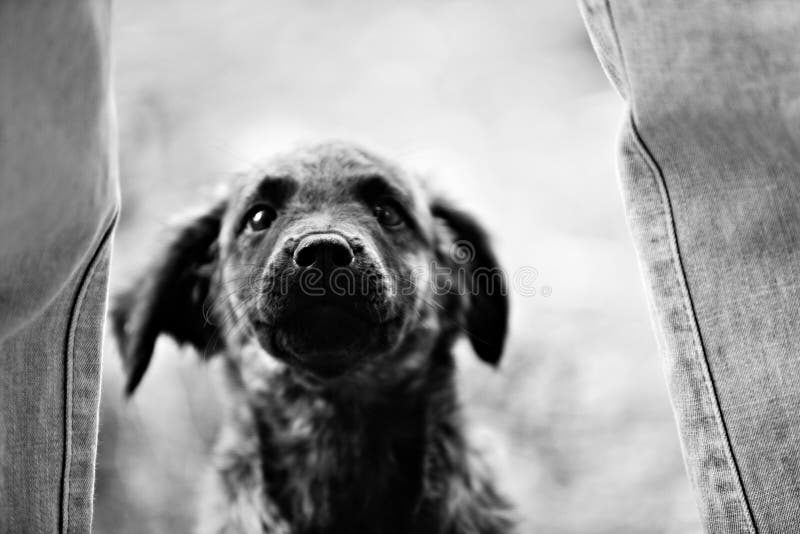 Filhote de cachorro triste foto de stock. Imagem de puppy - 9232992