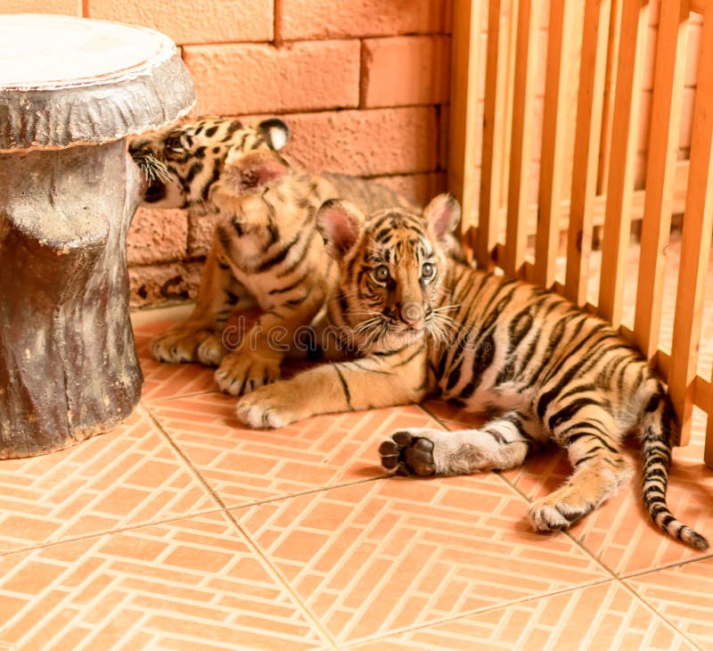 Filhote de tigre foto de stock. Imagem de garra, vertebrado - 62461600