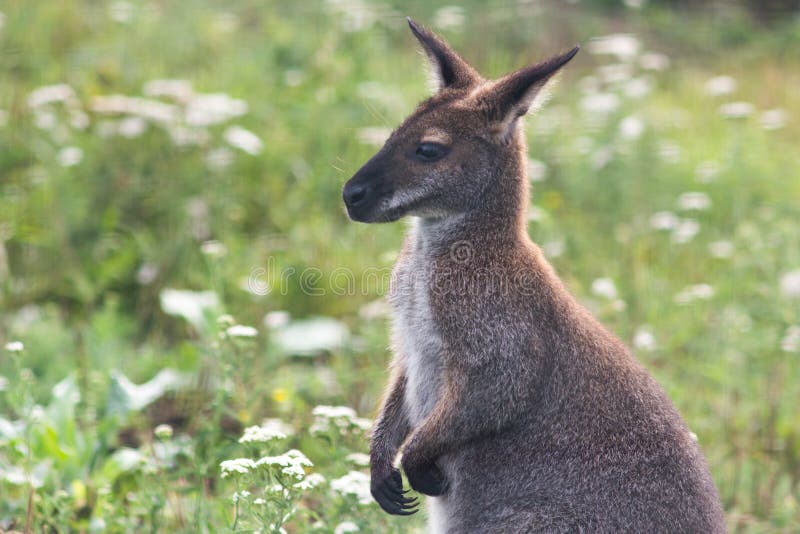 Filhote Do Canguru Fotos De Stock - Baixe 40 Fotos Royalty Free
