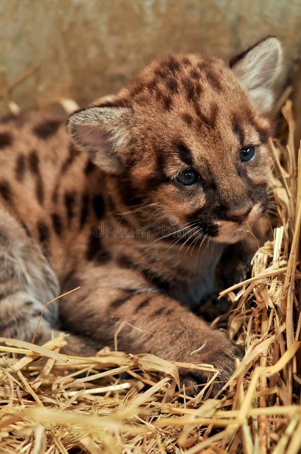 Filhote do puma imagem de stock. Imagem de felino, olhar - 30473203