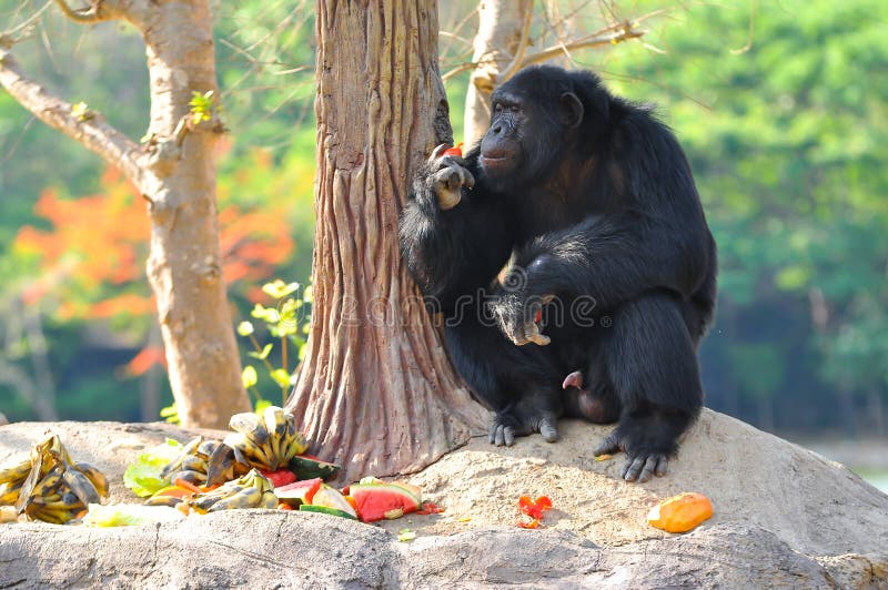 Filhote do puma foto de stock. Imagem de marrom, grama - 30625870