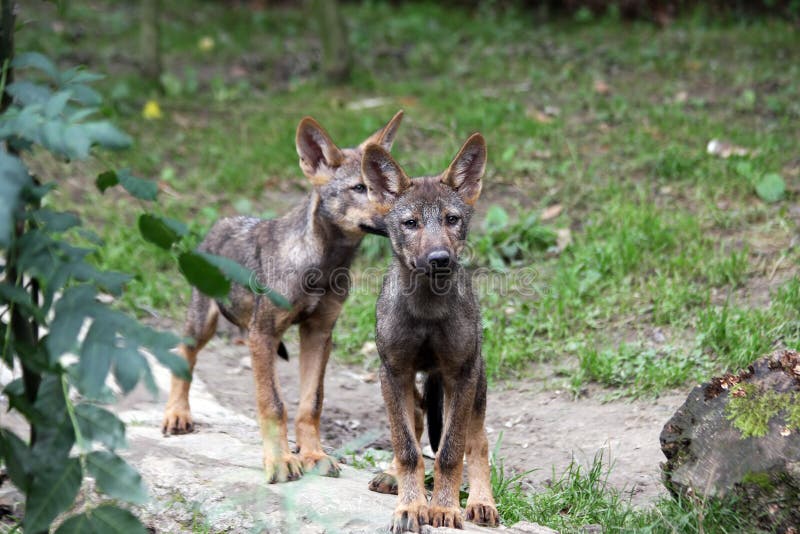 Filhotes De Cachorro De Lobo Ibéricos Foto de Stock - Imagem de ...