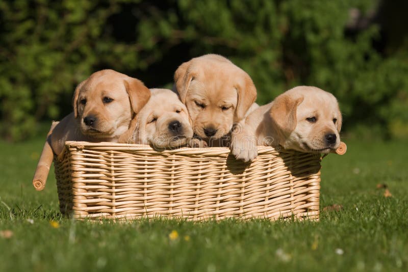 Filhotes De Cachorro Do Retriever De Labrador Em Uma Cesta Imagem De