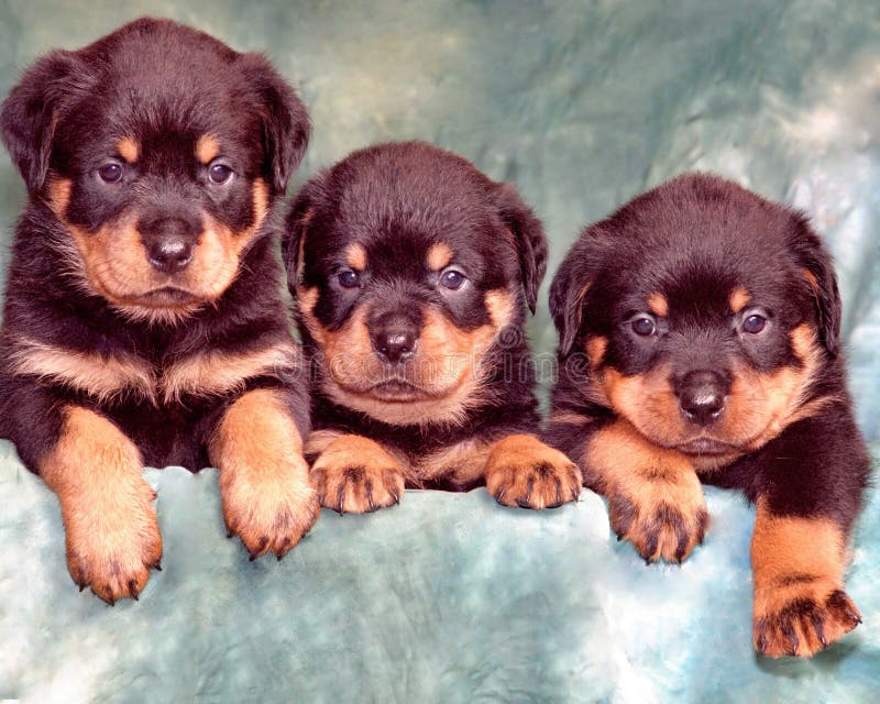 Filhotes De Cachorro Do Rottweiler Imagem de Stock - Imagem de ...