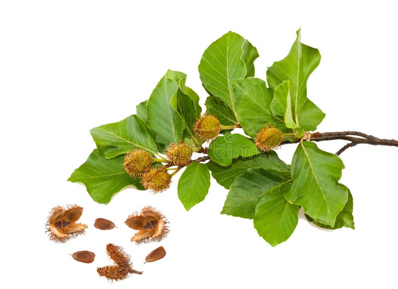 Ramo Da Faia Com Folhas E Frutos Imagem de Stock - Imagem de nave, erva ...
